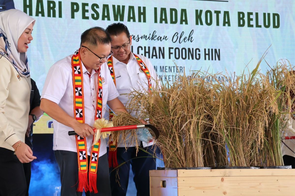 Smart Paddy Field to help increase rice production in Sabah – © Borneo Echo